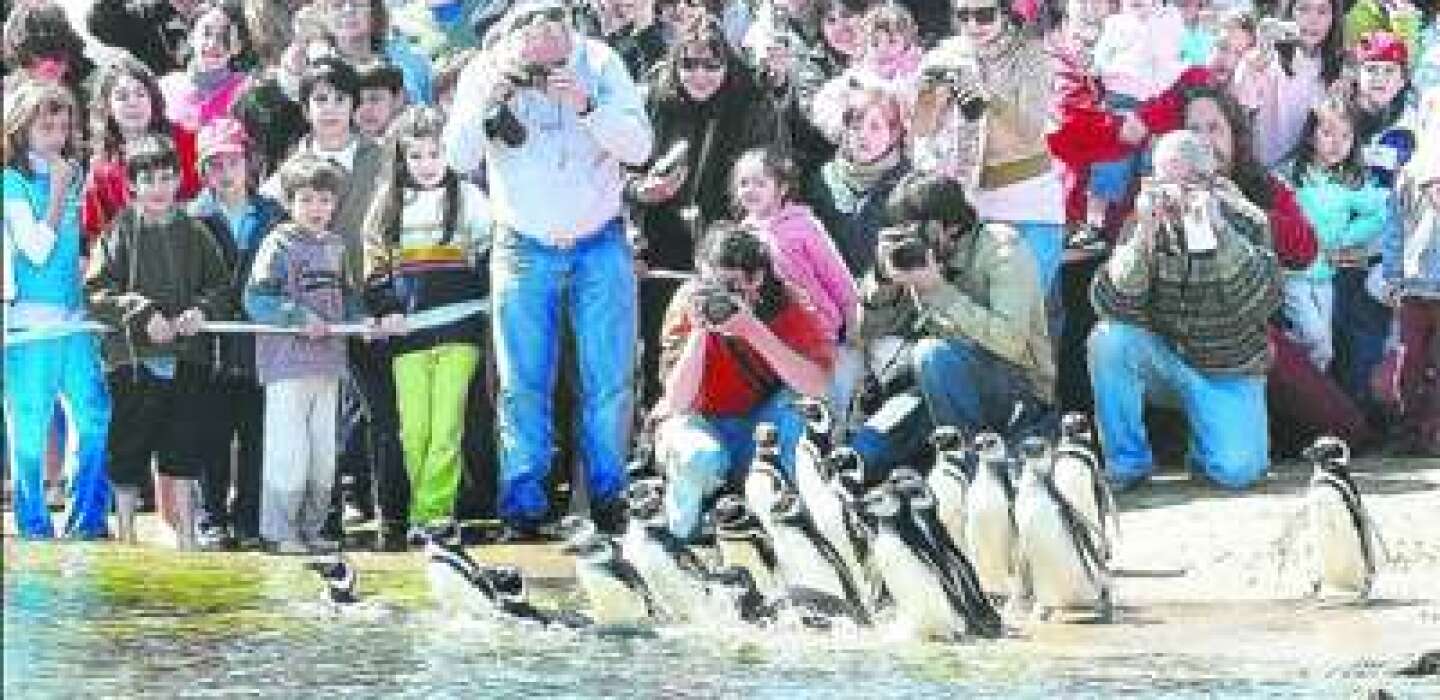 Pingüinos fueron las estrellas - EL PAÍS Uruguay