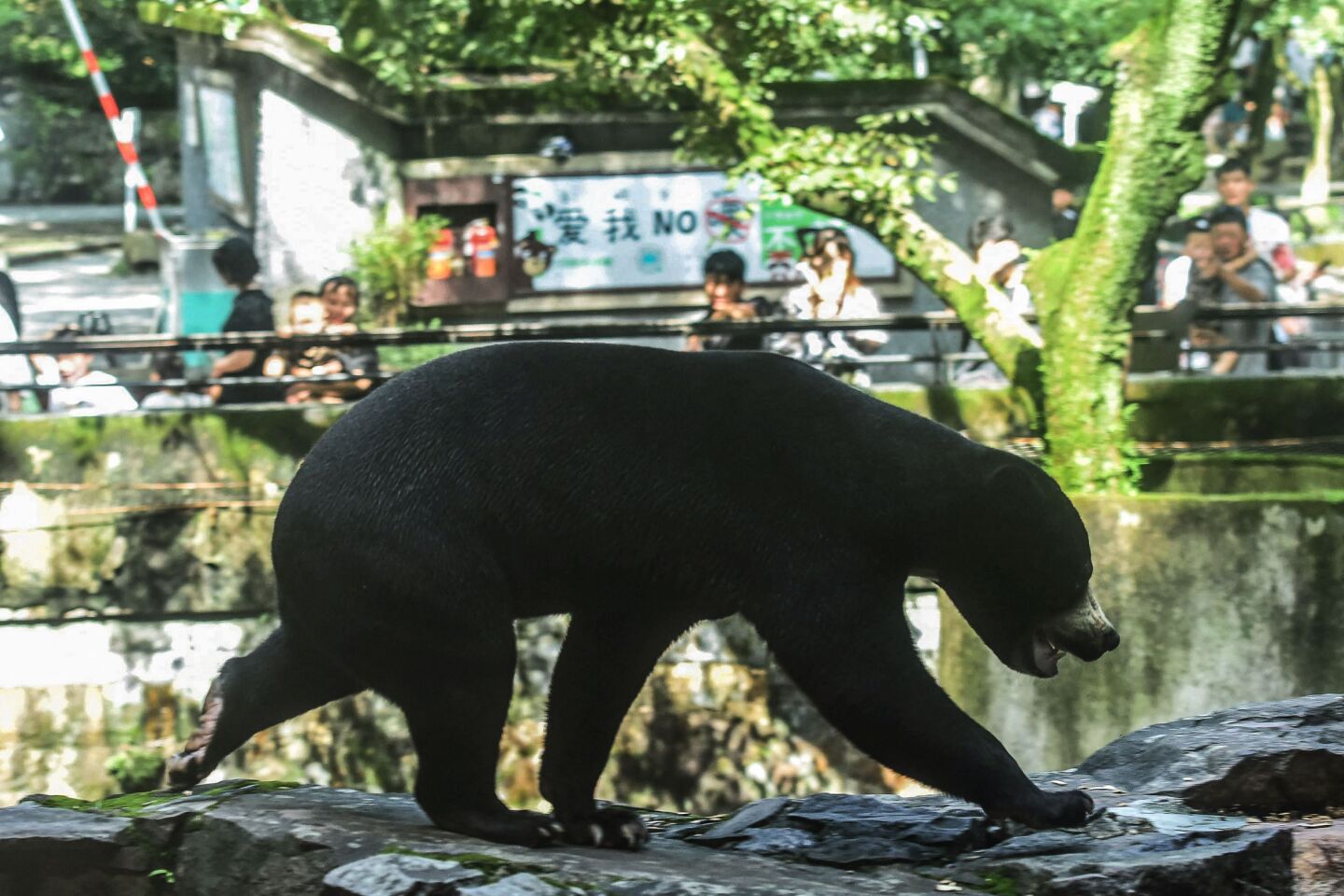 Zoológico de China niega que un oso sea un humano disfrazado tras ... Zoológico de China niega que un oso sea un humano disfrazado tras ...