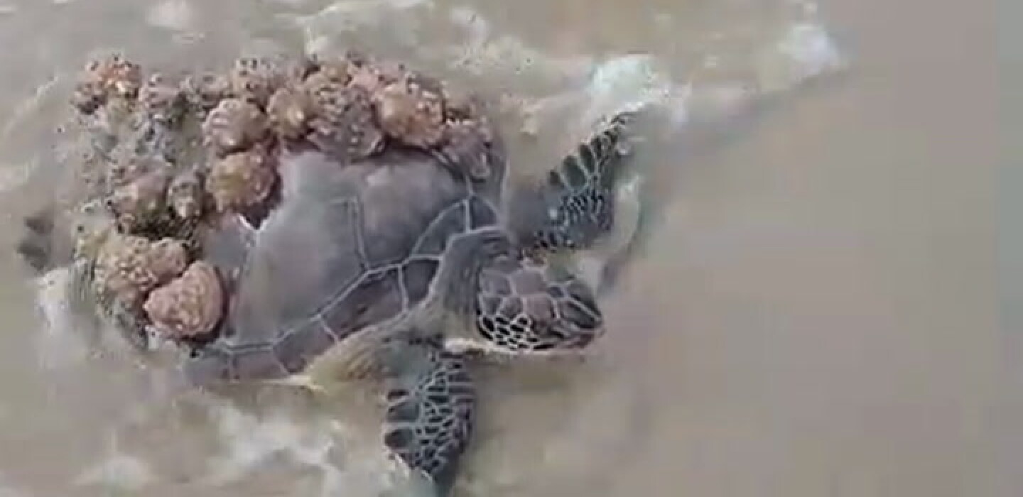 Tortuga marina en Maldonado - EL PAÍS Uruguay