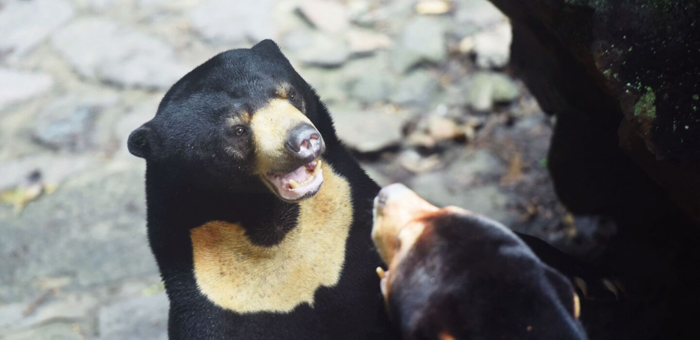Zoológico de China niega que un oso sea un humano disfrazado tras ... Zoológico de China niega que un oso sea un humano disfrazado tras ...